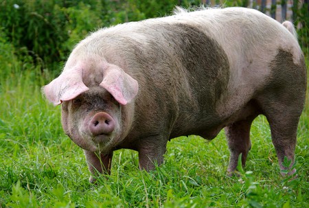 Sviňa domáca :: ZOO Park